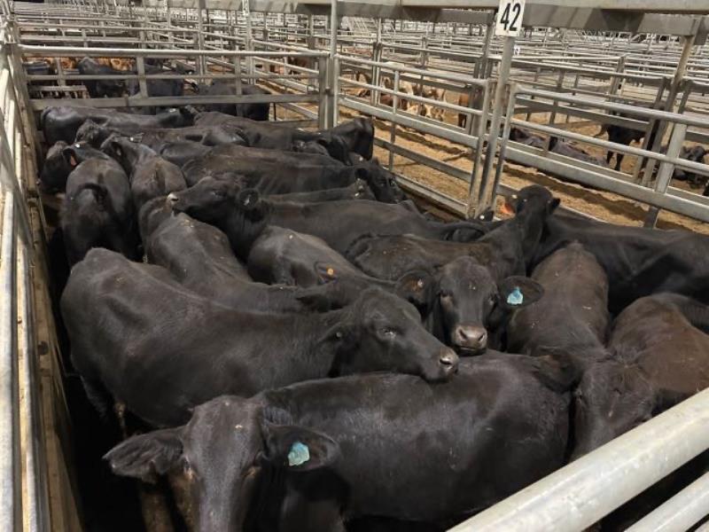 Pen 42-N - 30 Angus X Angus Steers 225.20kg (Total weight: 6755kg ...