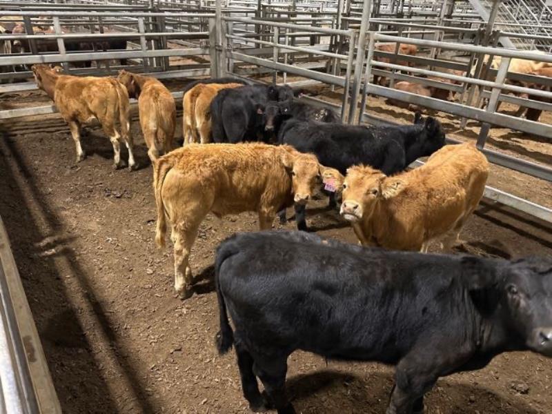 Pen 44-N - 11 Limousin X Steers 196.40kg (Total weight: 2160kg ...
