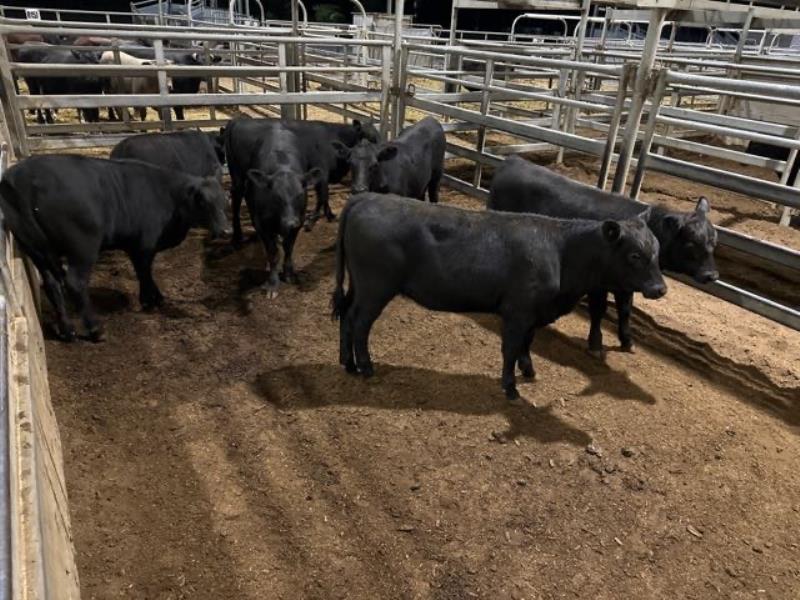 Pen 56-N - 7 Angus X Angus Heifer 239.30kg (Total weight: 1675kg ...