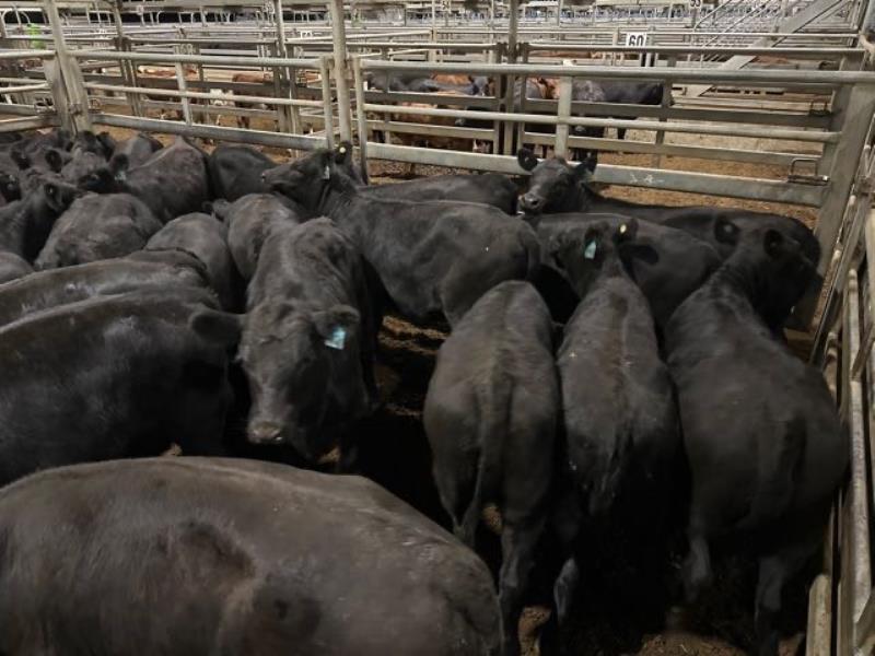 Pen 61-N - 30 Angus Heifer 285.80kg (Total weight: 8575kg) | AuctionsPlus