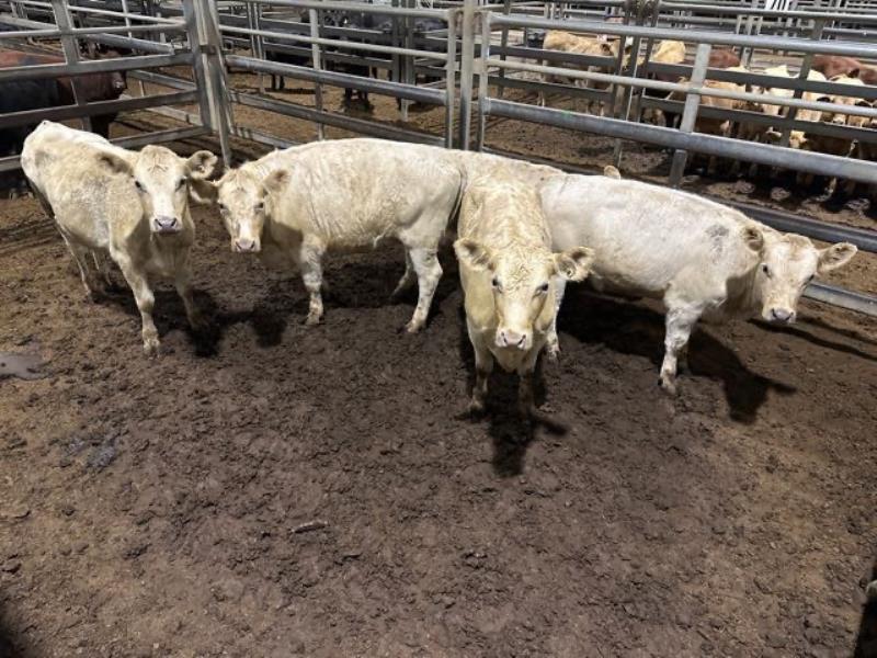 Pen 67-N - 5 Murray Grey Heifer 279kg (Total weight: 1395kg) | AuctionsPlus