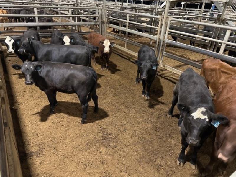 Pen 68-N - 10 Angus X Angus Heifer 254kg (Total weight: 2540kg ...