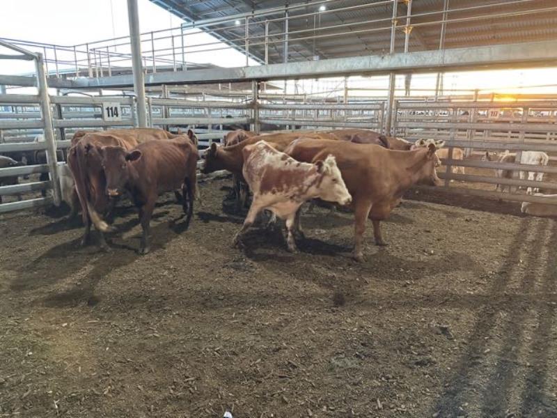 Pen 114-N - 12 Hereford X Cow And Calf (Indicative Avg Weight: 360kg ...