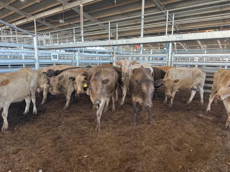 Pen 118-N - 10 Charolais X Cow And Calf (Indicative Avg Weight: 360kg ...