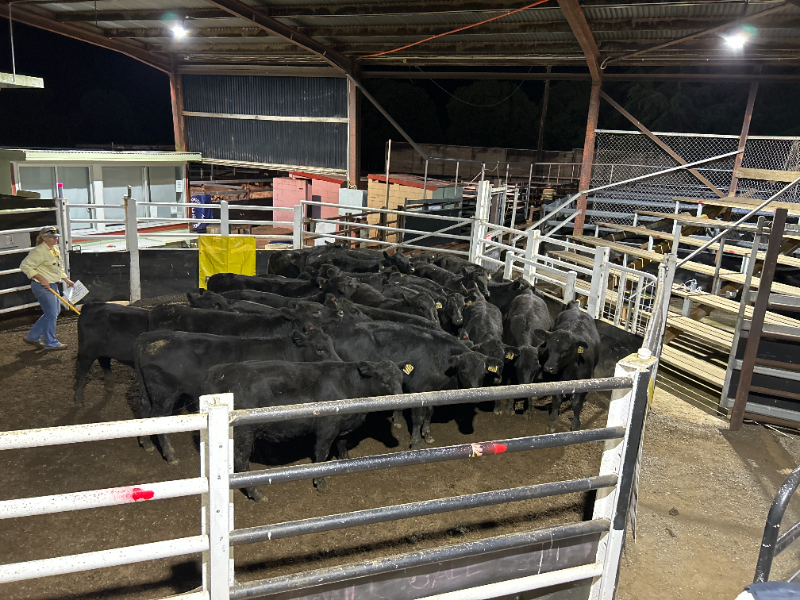 Lot 28 - 25 Angus Steers 257kg (Total 6435kg) | AuctionsPlus