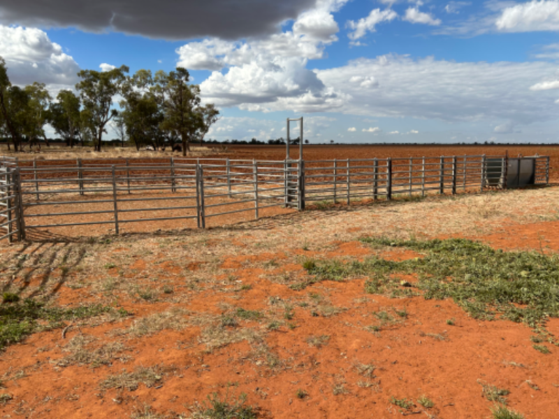 Lot 32 - Sheep 3 Way Draft + 40 panels | AuctionsPlus