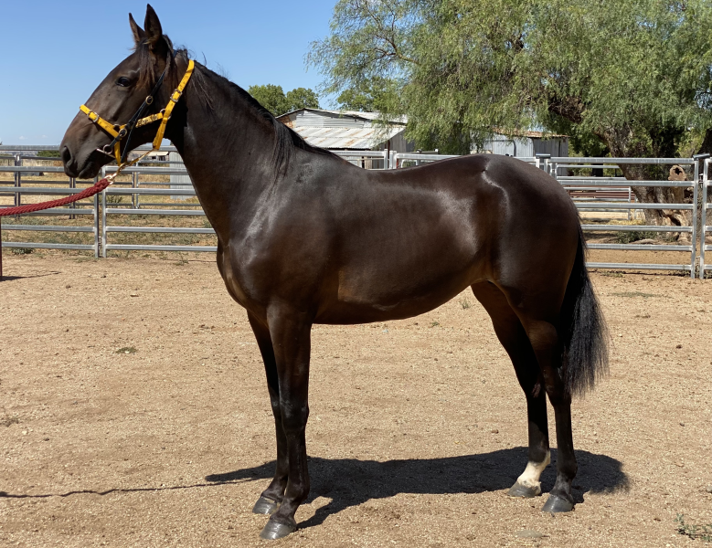 Lot 12 - 2021 filly out of CONTESSA STRIDE NZ | AuctionsPlus