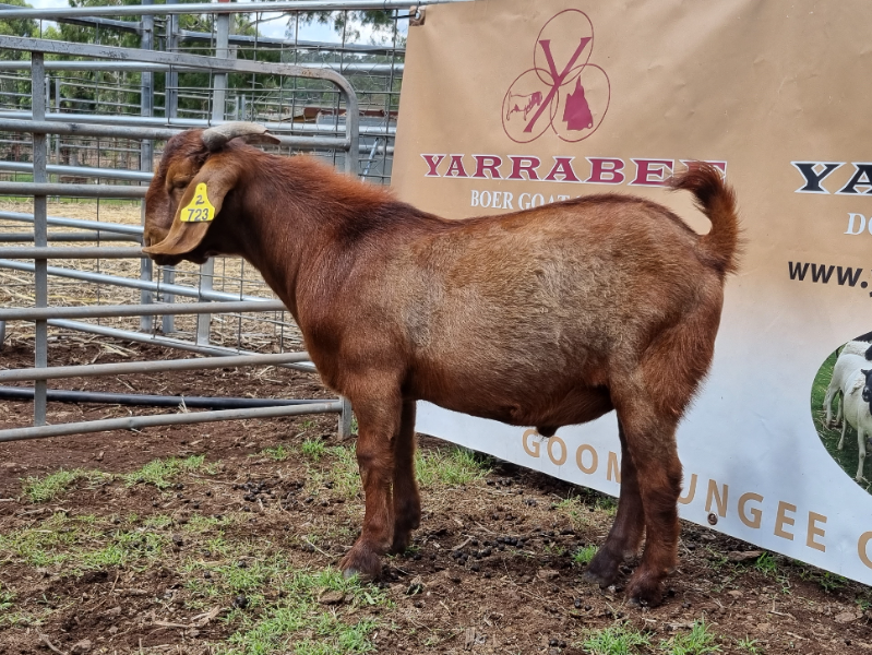 Lot 9 - Yarrabee 2723 | AuctionsPlus