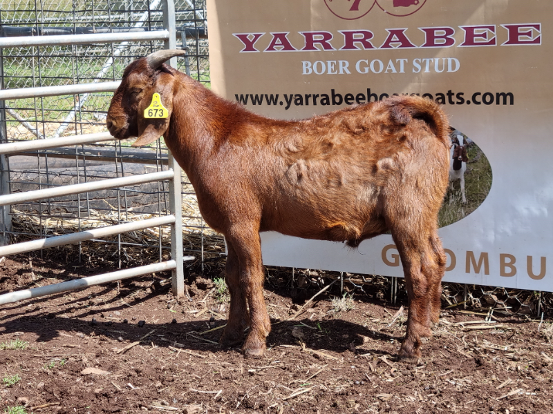 Lot 14 - Yarrabee 2673 | AuctionsPlus