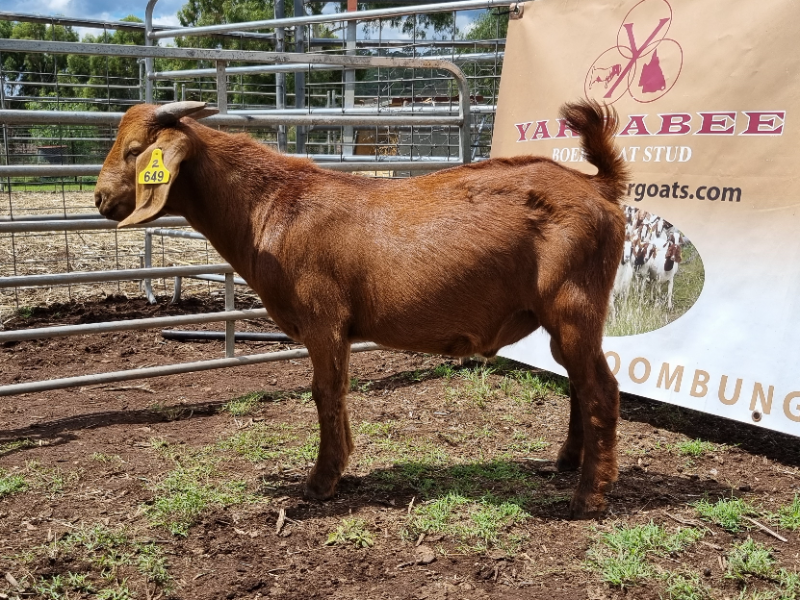 Lot 18 - Yarrabee 2649 | AuctionsPlus