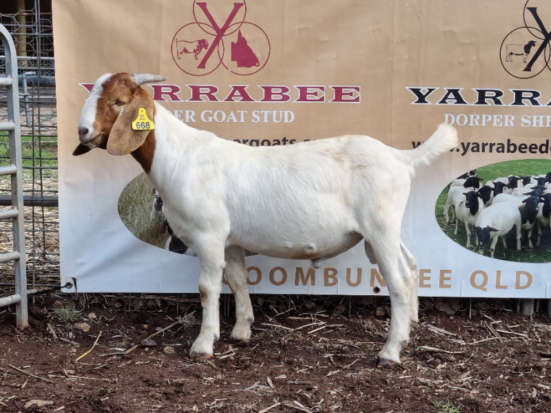 Lot 32 - Yarrabee 2668 | AuctionsPlus