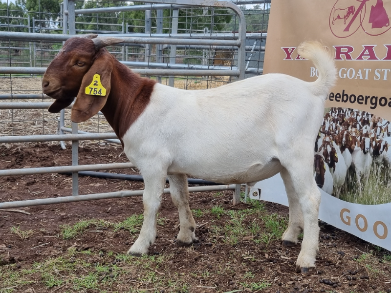 Lot 36 - Yarrabee 2754 | AuctionsPlus