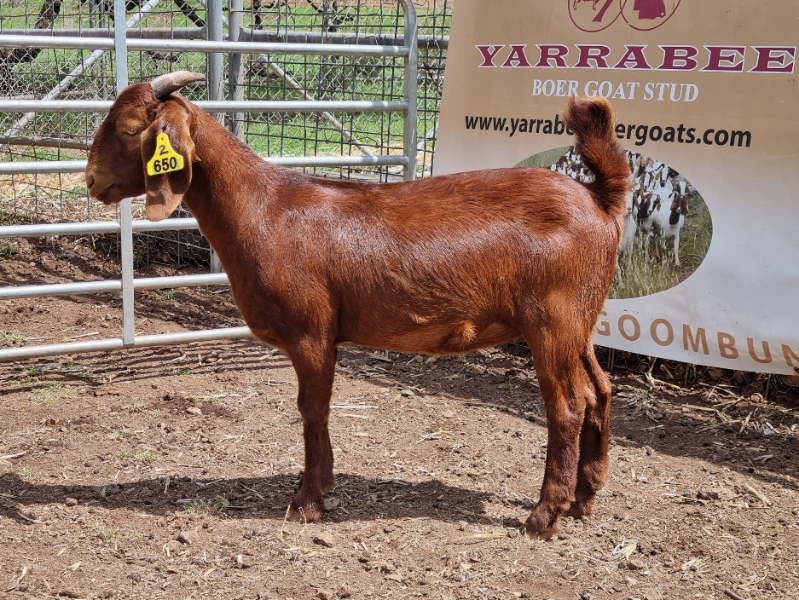 Lot 53 - Yarrabee 2650 | AuctionsPlus