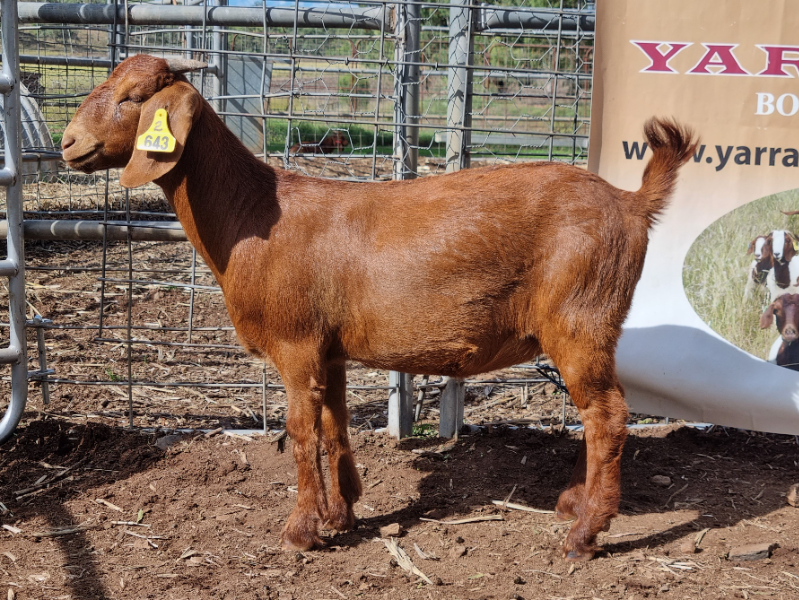 Lot 57 - Yarrabee 2643 | AuctionsPlus