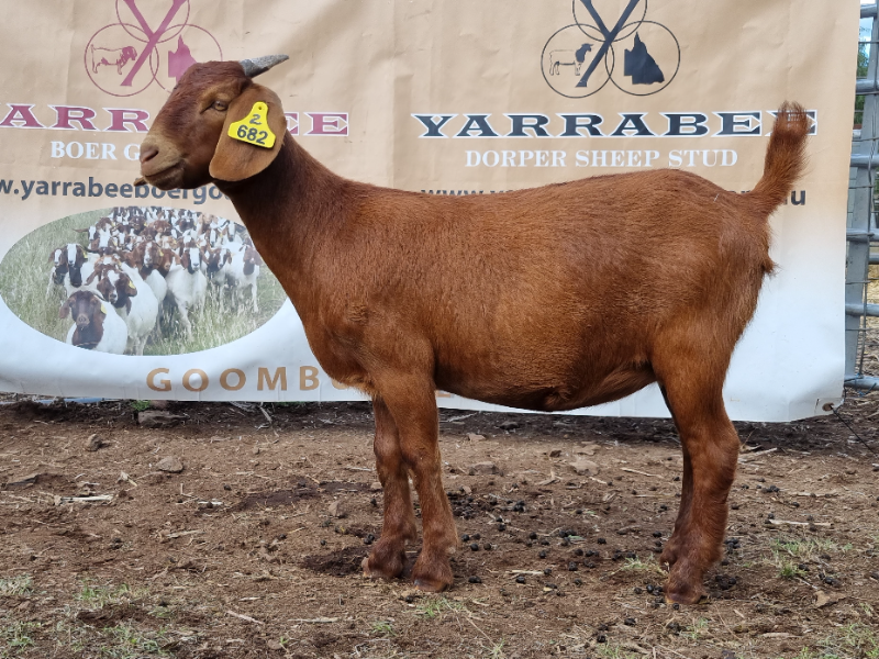 Lot 67 - Yarrabee 2682 | AuctionsPlus