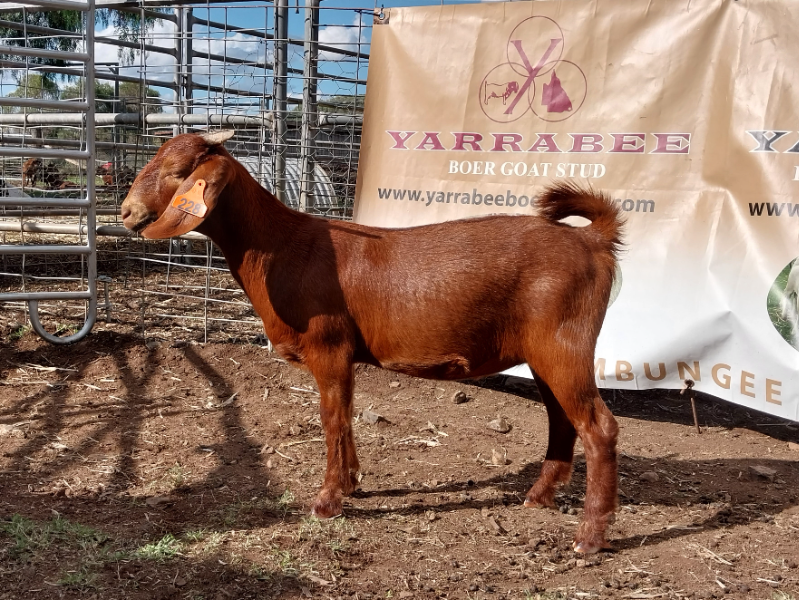 Lot 96 - Yarrabee 228 | AuctionsPlus