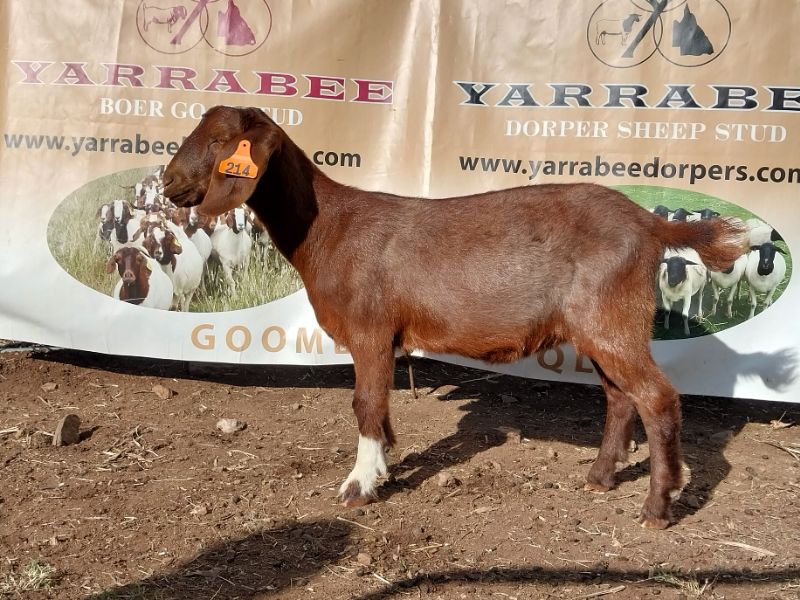 Lot 97 - Yarrabee 214 | AuctionsPlus