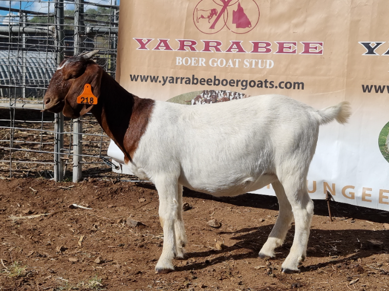 Lot 100 - Yarrabee 218 | AuctionsPlus