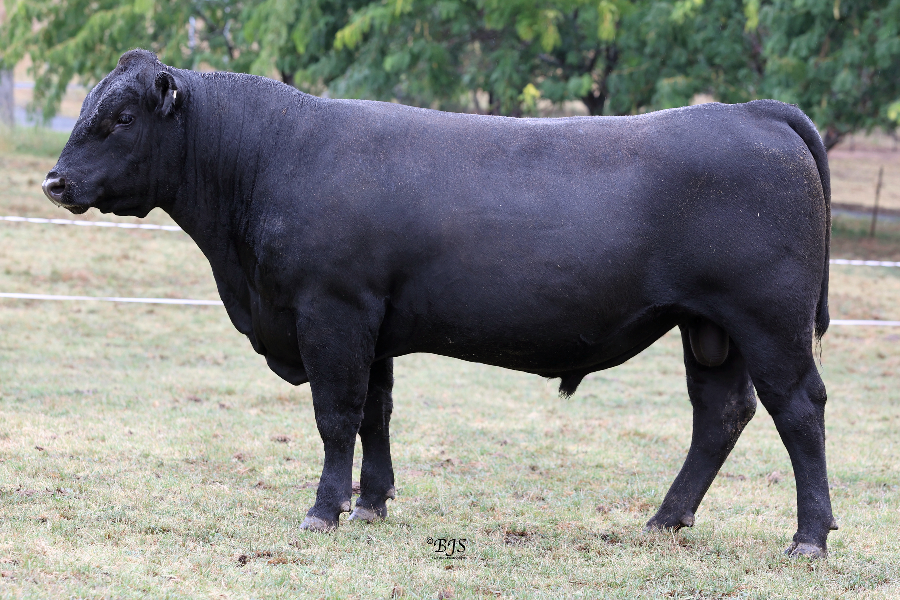Lot 12 - REILAND SOLITUDE S954 | AuctionsPlus