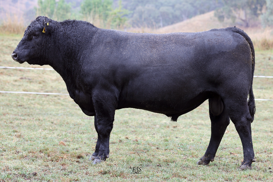 Lot 14 - REILAND SHOWMAN S949 | AuctionsPlus