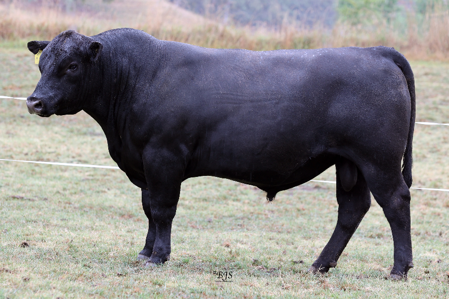 Lot 16 - REILAND SURPRISE S960 | AuctionsPlus