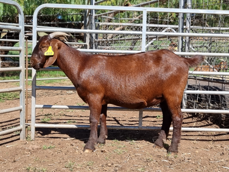 Lot 102 - Yarrabee Seraphina | AuctionsPlus