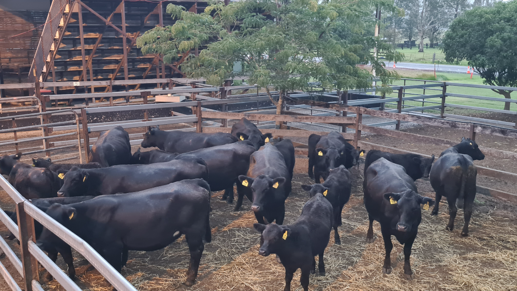 Pen 148 - 10 Angus X Angus Cow And Calf 489.5kg (Total 4895kg ...