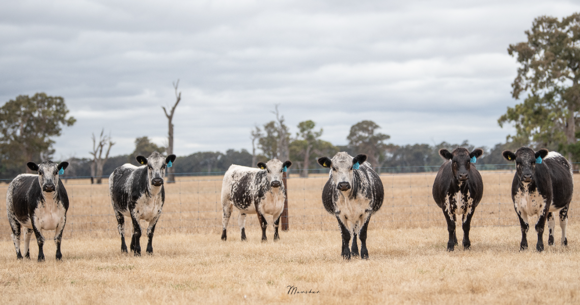Lot 13 - 6 X F1 PTIC ANGUS X SPECKLE PARK HEIFERS | AuctionsPlus