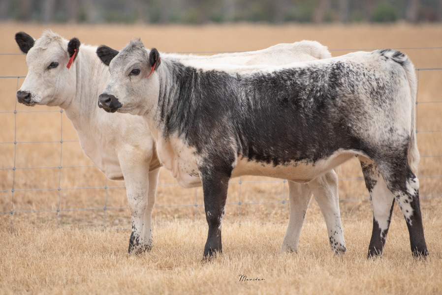 Lot 9A OR 9B - PICK OF THE PAIR - ARD T31 or ARD T32 | AuctionsPlus