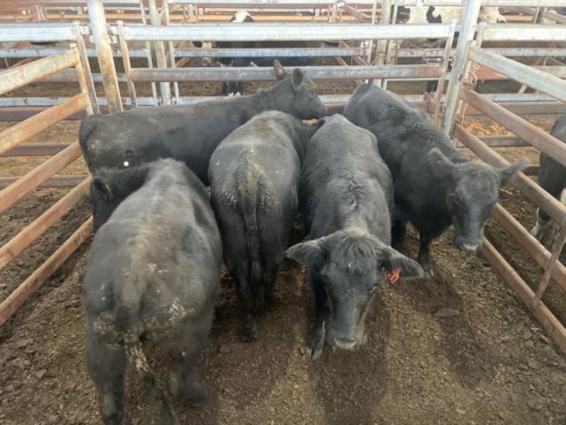 Pen 47A-N - 5 Angus Weaner Heifers 324kg (Total weight: 1620kg ...