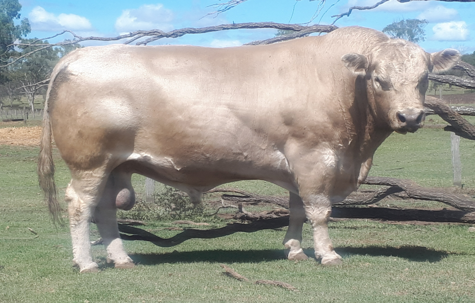Lot 53 - SHELL-DEE MARVELLOUS (PB) | AuctionsPlus