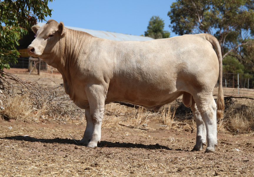 Lot 13 - LIBERTY TALLAHATCHIE T41E (AI) (P) (R/F) | AuctionsPlus