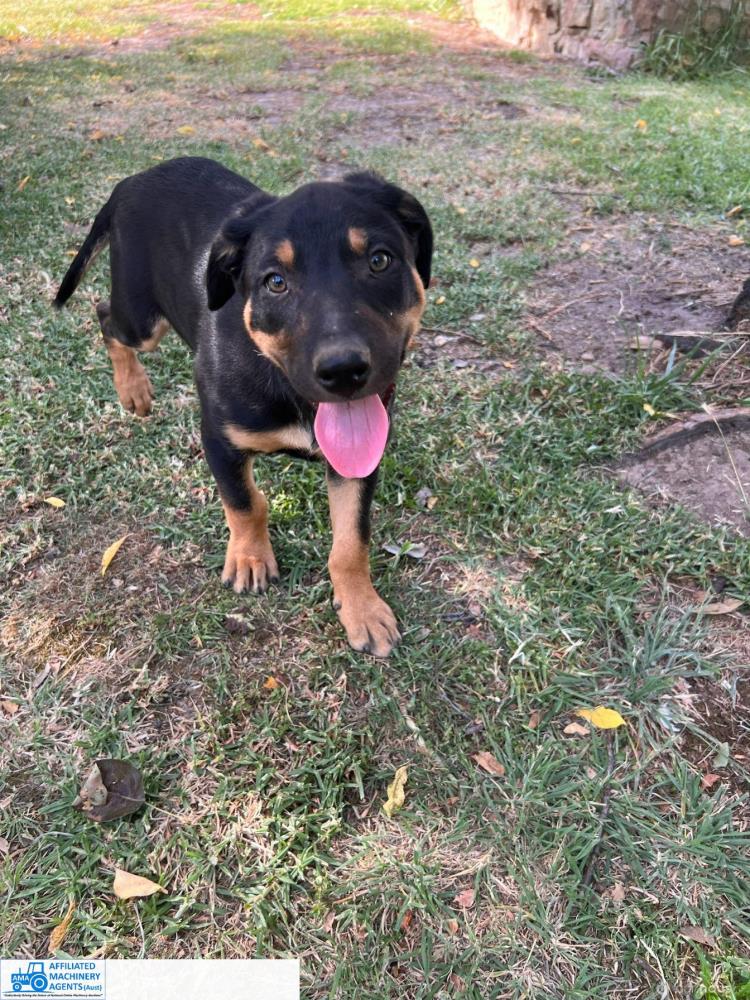 Lot 116 - Male Kelpie Pup (No.5) | AuctionsPlus