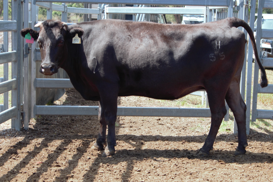 Lot 25 - KURO KIN HIKOHIME H55 (AI) | AuctionsPlus