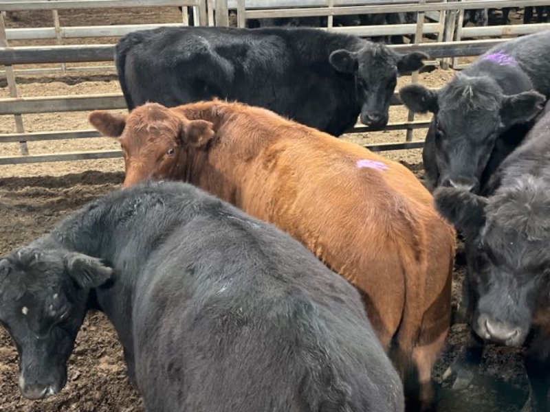 Pen 42-L - 1 Red Angus Steer | AuctionsPlus
