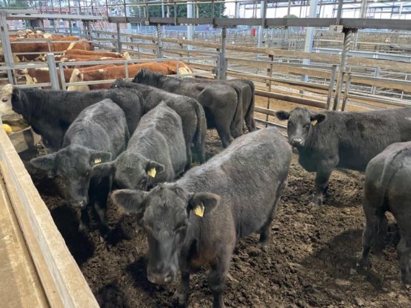 Pen 4-N - 9 Angus Steer 460kg (Total weight: 4140kg) | AuctionsPlus