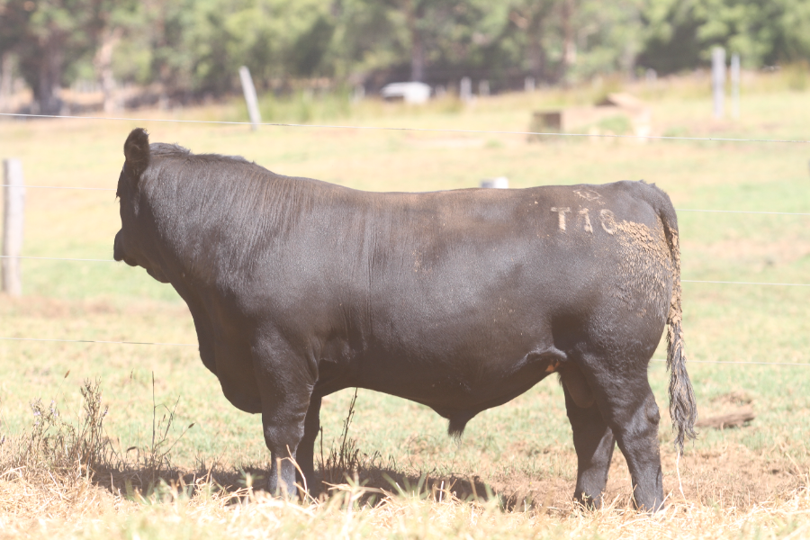 Lot 1 - GANDY PARATROOPER T18 | AuctionsPlus