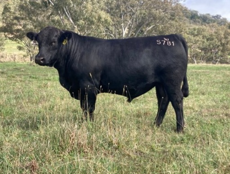 Lot 74 - REILAND SHOTGUN S781 | AuctionsPlus