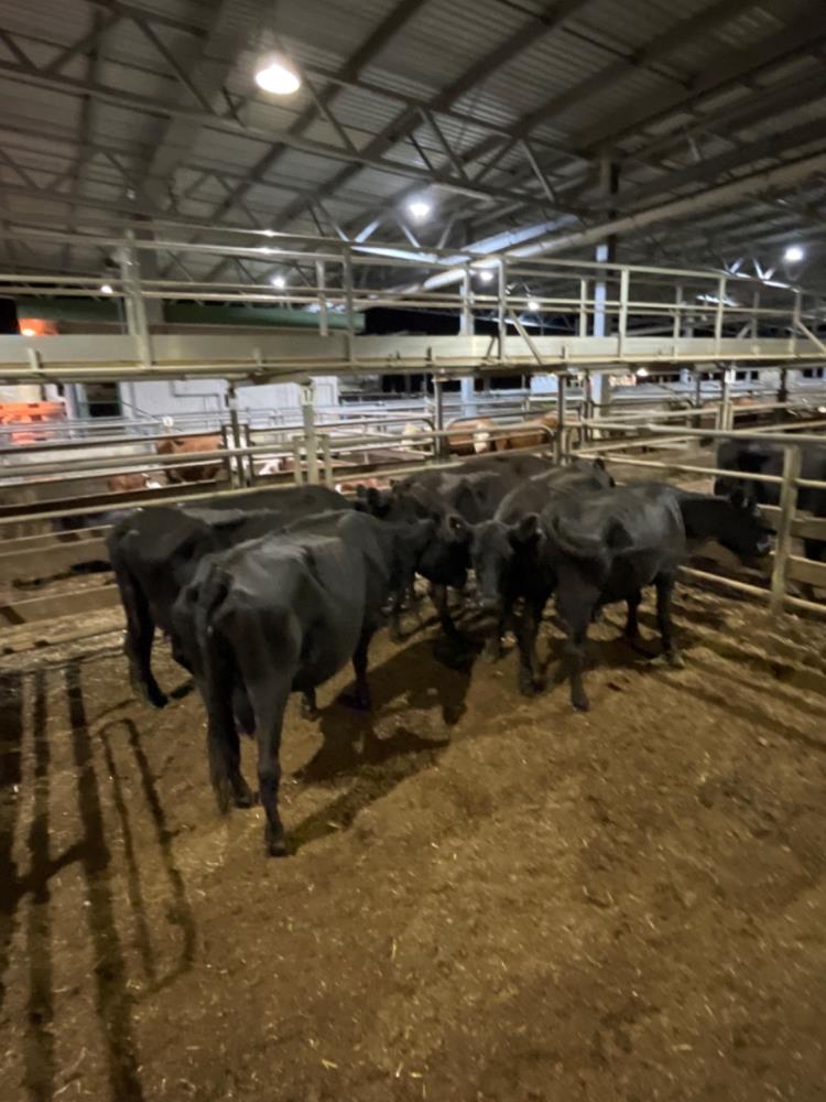 Pen 17NM - 5 ANGUS COW, 475.00kg avg (Total weight 2375.00 kg ...