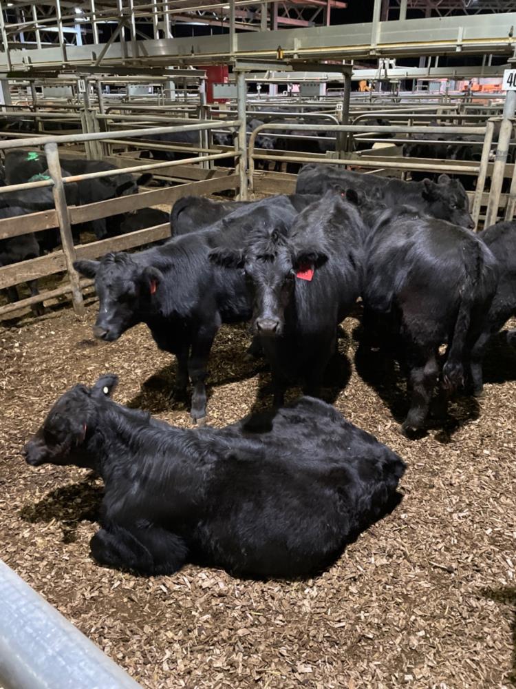 Pen 40NM - 12 ANGUS STEER, 273.33kg avg (Total weight 3280.00 kg ...