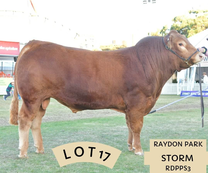 Lot 17 - RAYDON PARK STORM (PP A AA) | AuctionsPlus