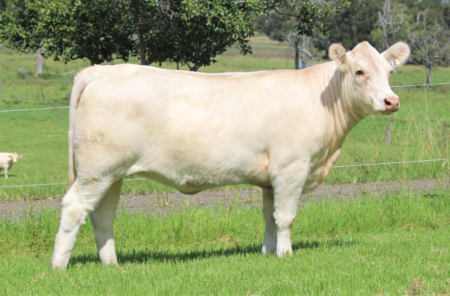 Lot 50 - GL LIVESTOCK TREASURE MAKER (AI) (P) | AuctionsPlus
