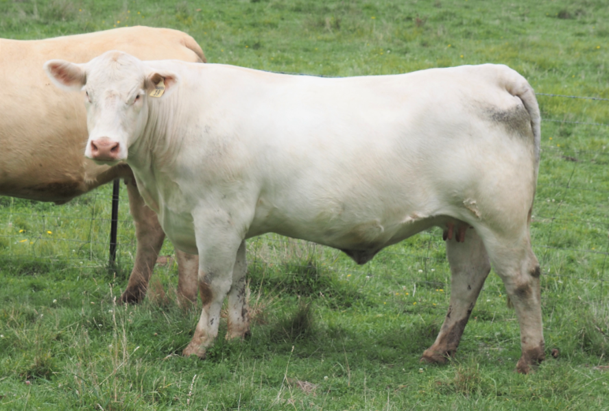 Lot 45 - MAW PENNY 1ST (P) | AuctionsPlus