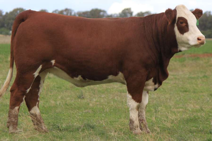 Lot 18 - Tennysonvale Stevie (Pp) | AuctionsPlus