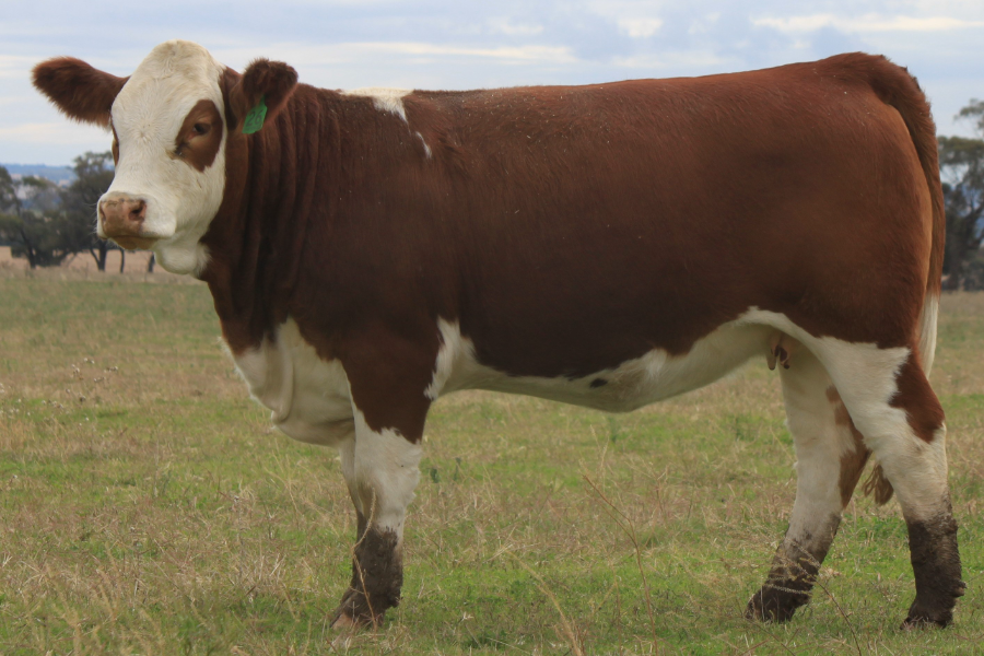 Lot 26 - Tennysonvale Sweetie (Pp) | AuctionsPlus
