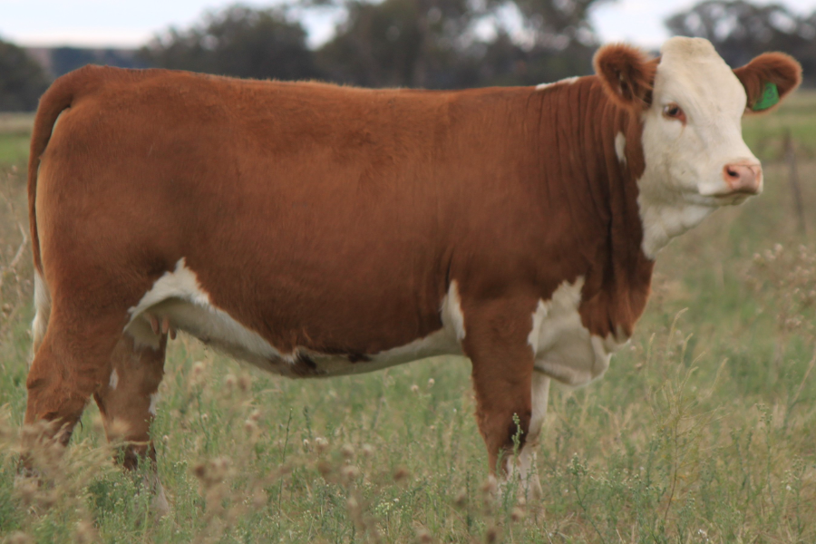 Lot 33 - Tennysonvale Syndie (H) | AuctionsPlus