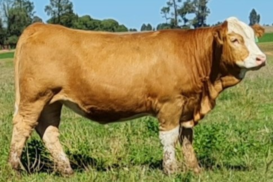 Lot 35 - Tennysonvale Sam (PP) | AuctionsPlus