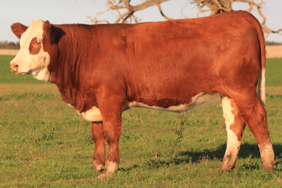 Lot 42 - Tennysonvale Trixie (PP) | AuctionsPlus