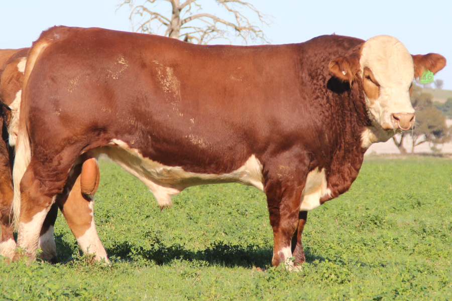 Lot 46 - Tennysonvale Sage (S) | AuctionsPlus