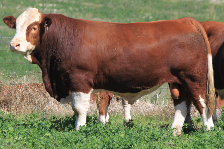 Lot 59 - Tennysonvale Stanley (S) | AuctionsPlus